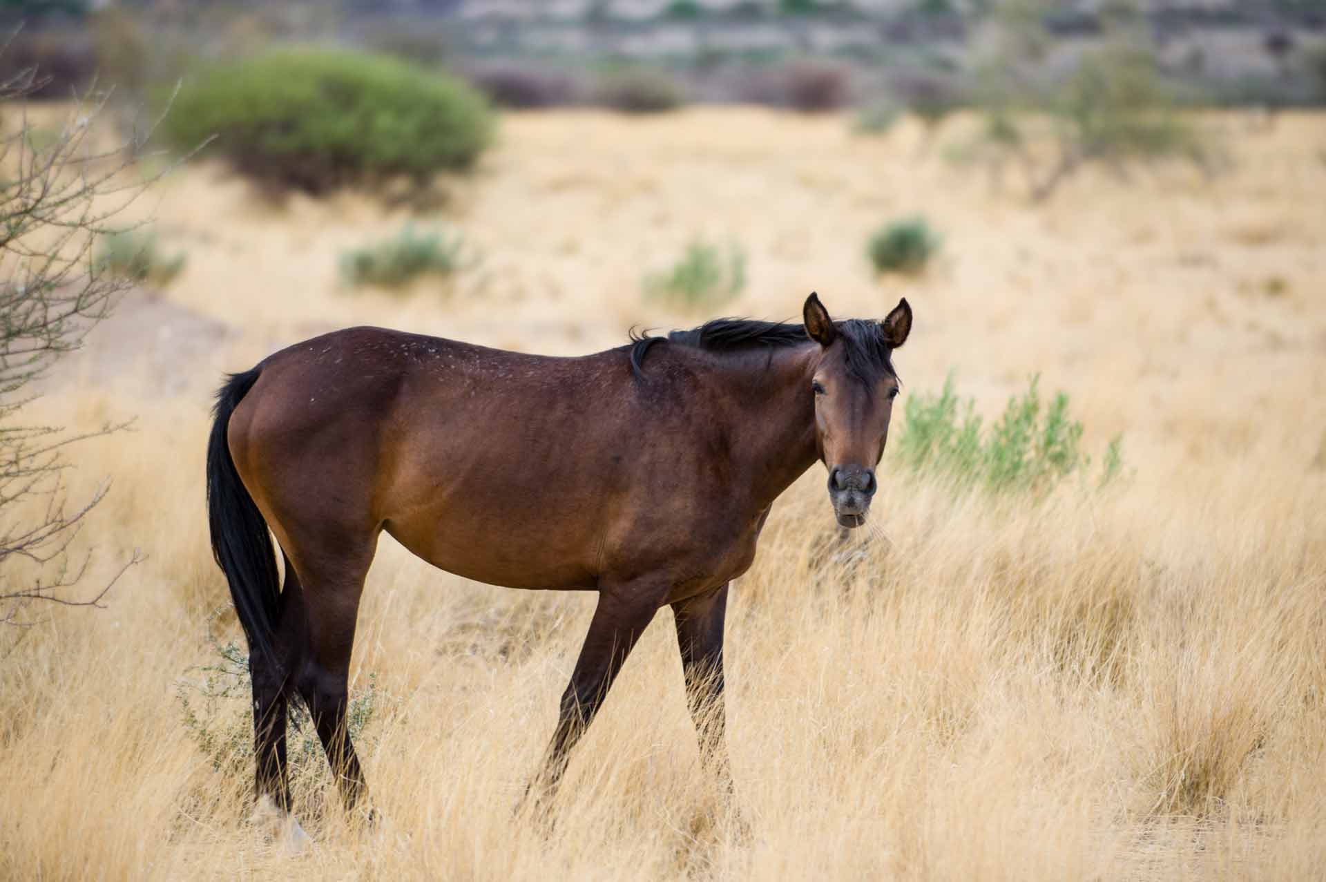 Basotho – horse stud | Dornhügel Farm Namibia